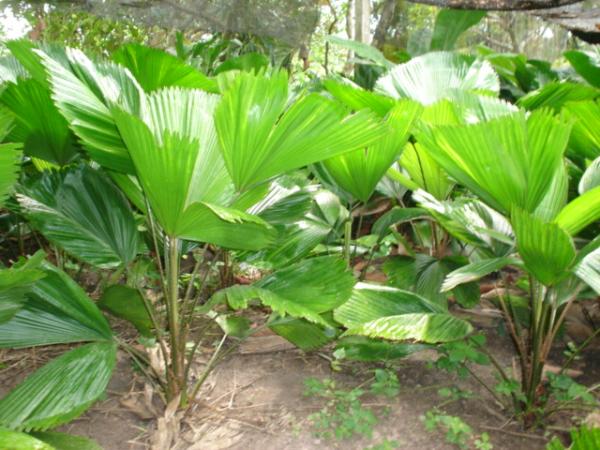 Jual Pohon Palem Kol ~ Tukang Taman Serpong BSD TLP 081380548055