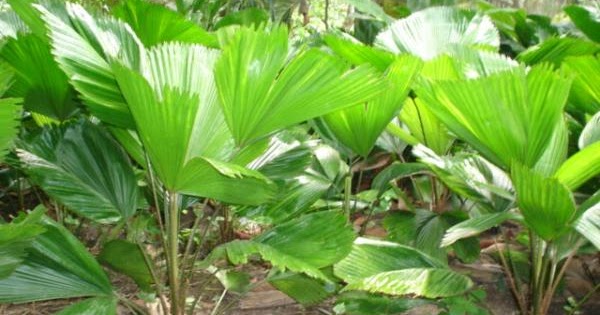 Jual Pohon Palem Kol ~ Tukang Taman Serpong BSD TLP 081380548055