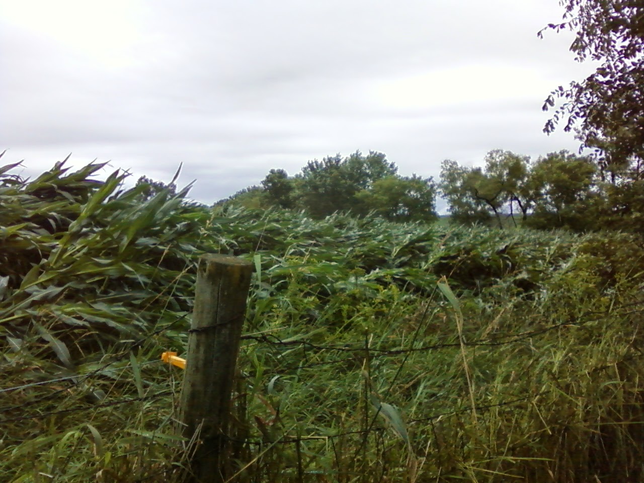 Pine View Angus Farms