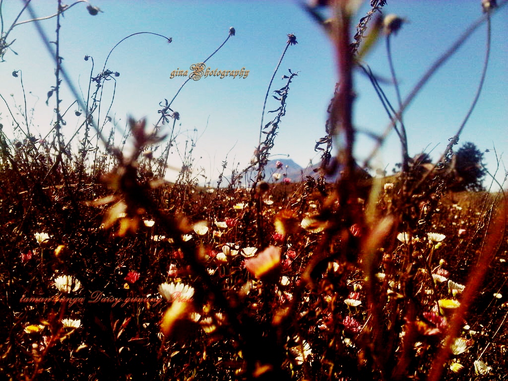 Fisio'Traveller: si Cantik bunga Daisy Gunung Prau Dieng