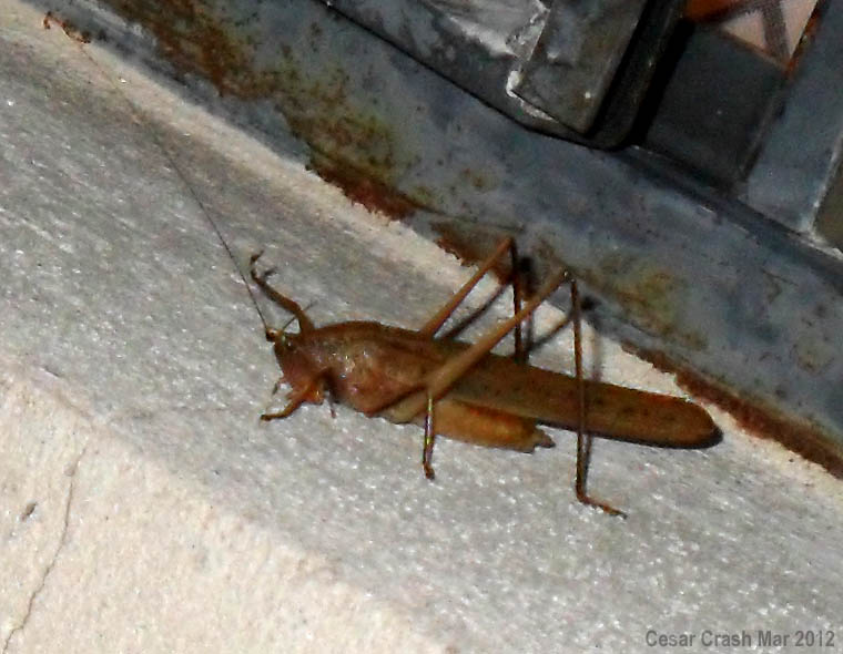 Insetologia - Identificação de insetos: Esperança Marrom ...