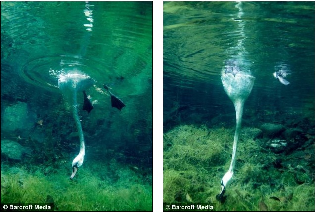 The animal zone: Why swans have long necks... Photographer shows it can ...