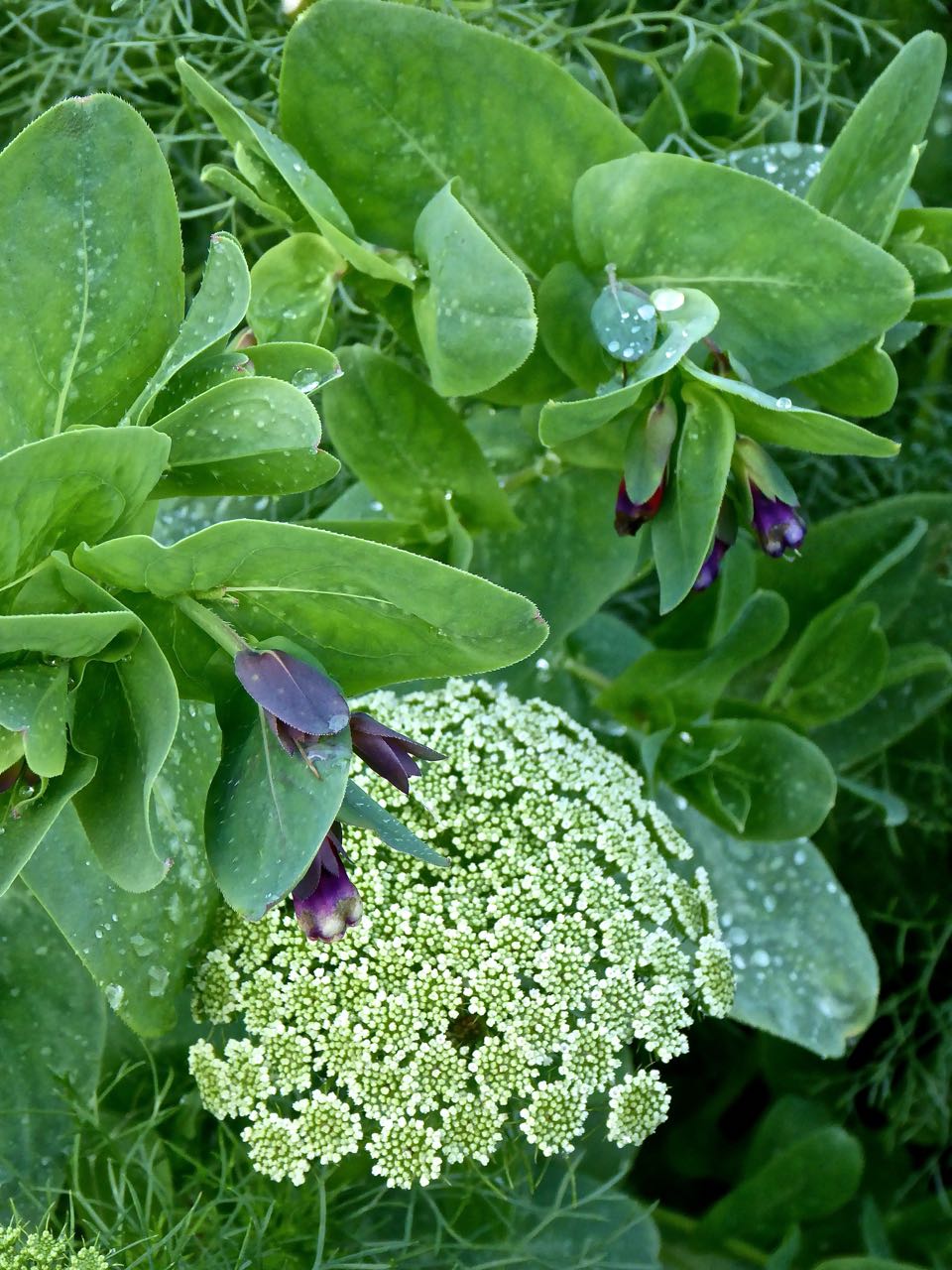 Grand Tour - Perch Hill