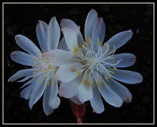 BEAUTIFUL FLOWERS: Bitterroot Flower - Pictures & Meanings