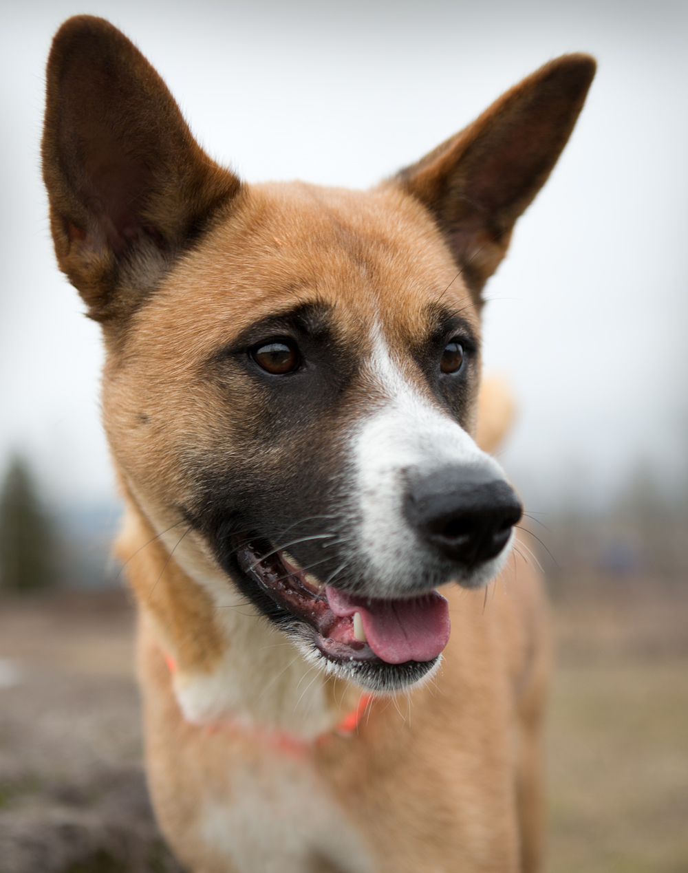 Shelter Dogs of Portland: "KYRAH" unique med sz Akita mix