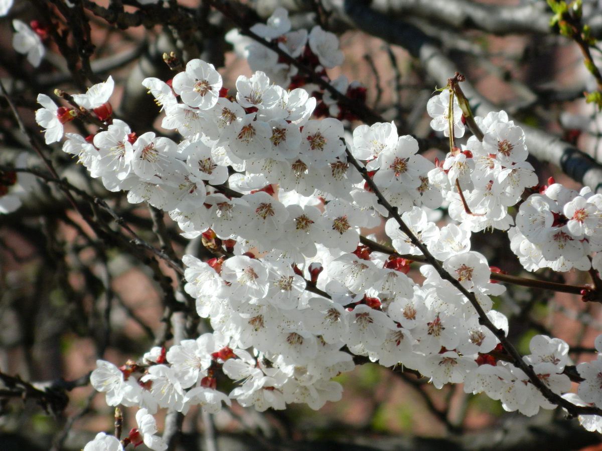 LA MULTI ANI, ROMANIA!: Pom inflorit