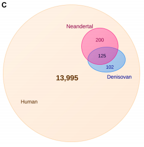 Paleoantropología hoy: Primer estudio de las variantes de deleción ...