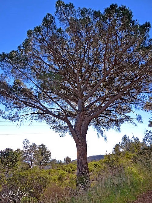 BIODIVERSIDAD COSTA GRANADINA Y...: Pino piñonero, pino real (Pinus pinea)