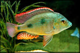 Artes de Pesca: LOS CICHLIDAE 23ª