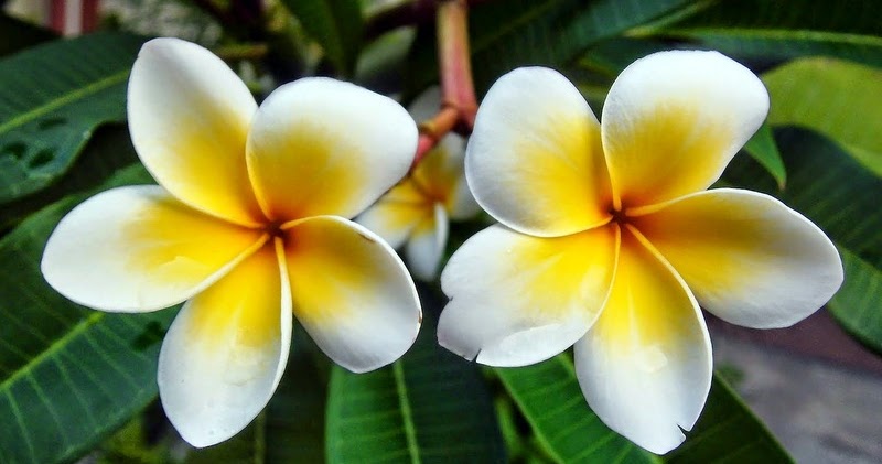 morfologi bunga kamboja putih - Anna Blake