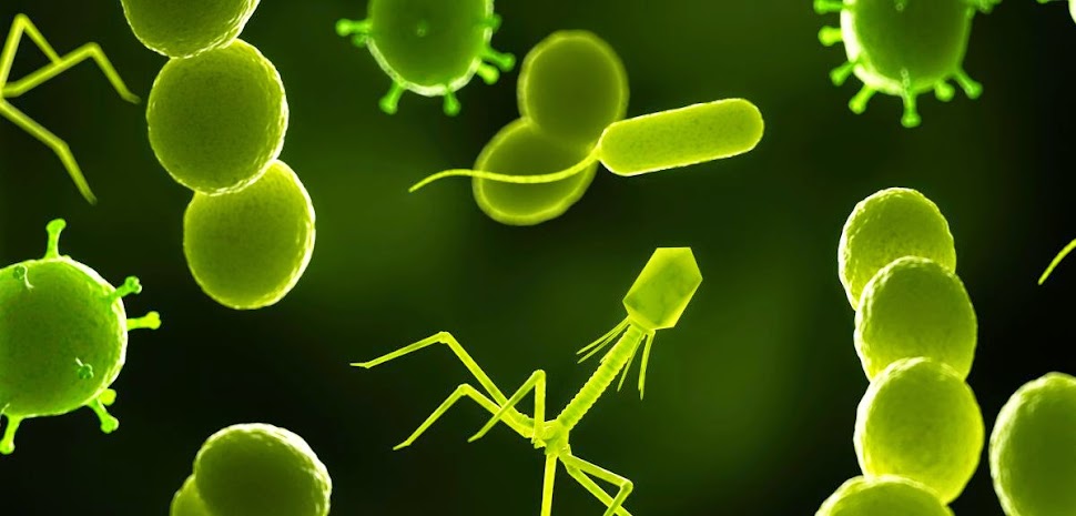 Bacteriile: Structura bacteriilor