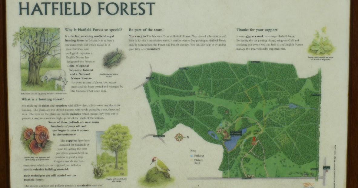 The Road Goes Ever On: Hatfield Forest