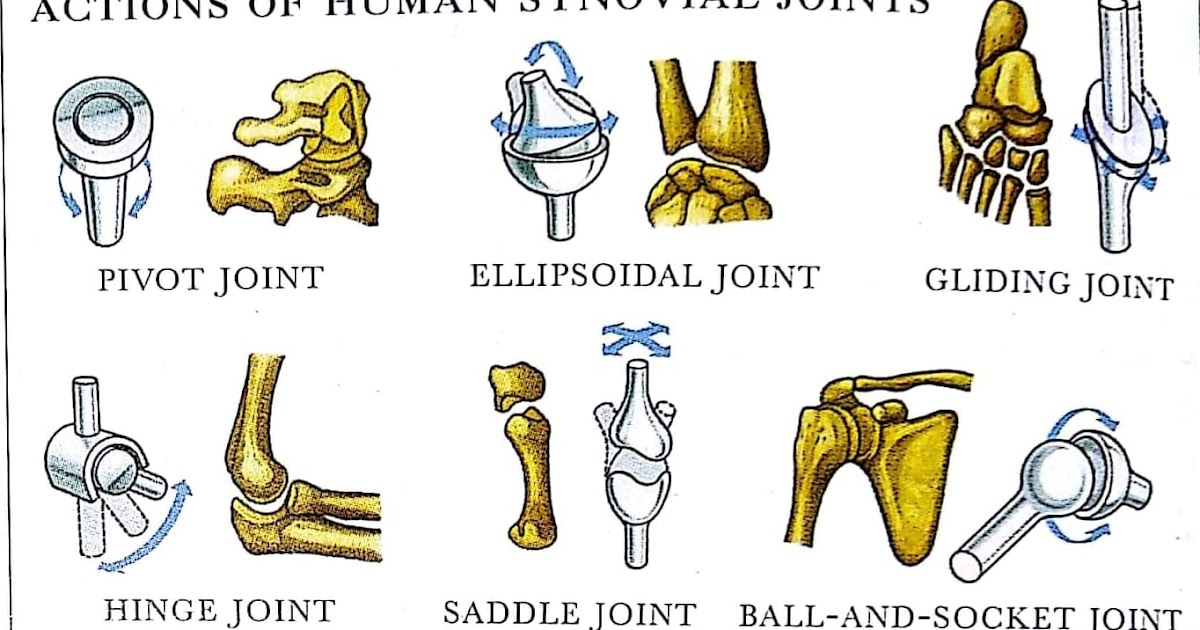 Human Body structure: JOINTS