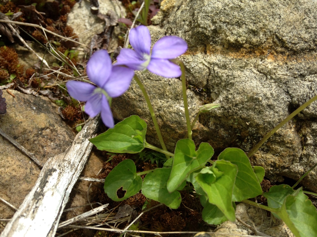 Mountain Lake Conservancy