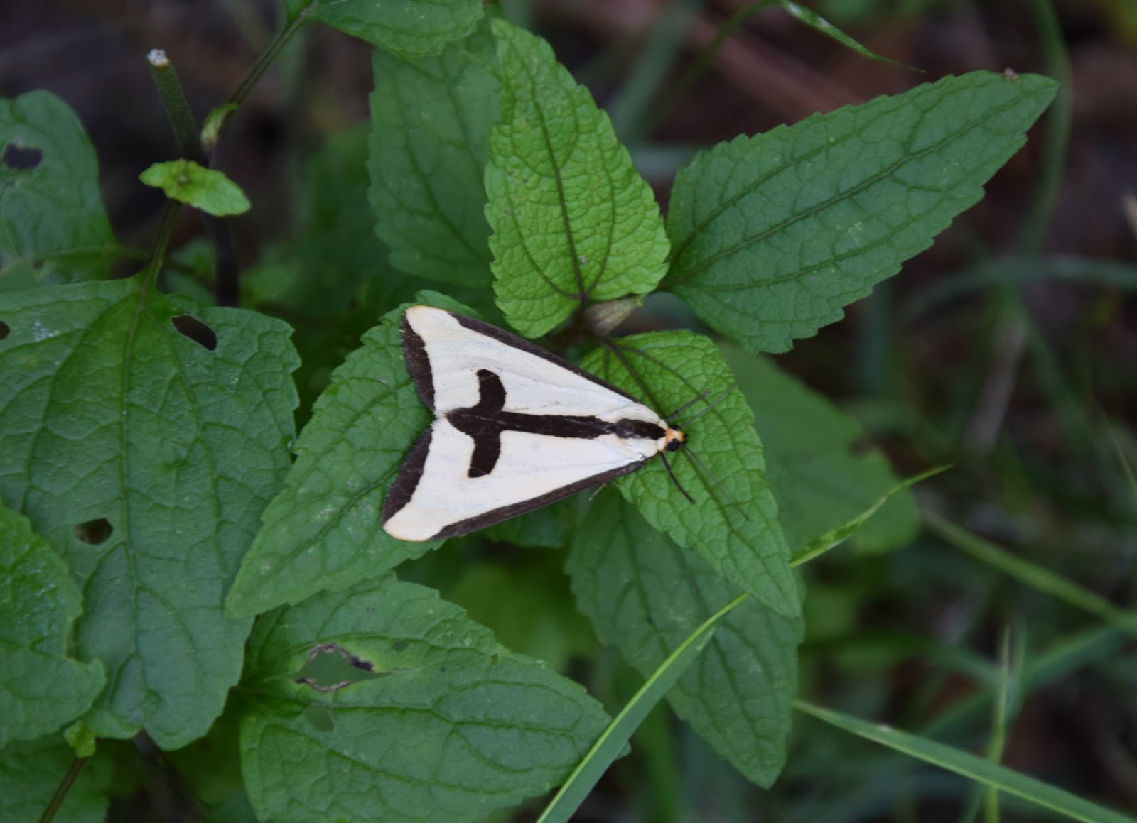 Using Georgia Native Plants: July 2015