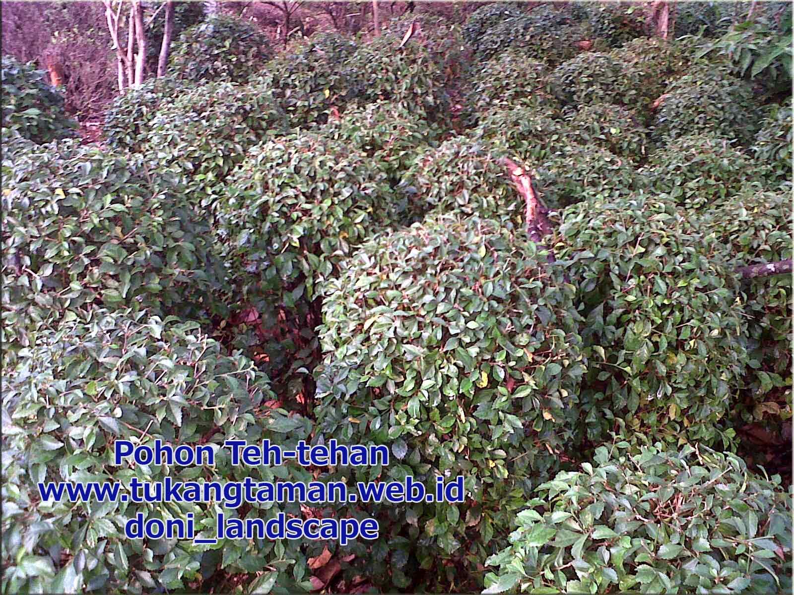 JUAL POHON TEH TEHAN JENIS POHON PAGAR ~ TUKANG TAMAN