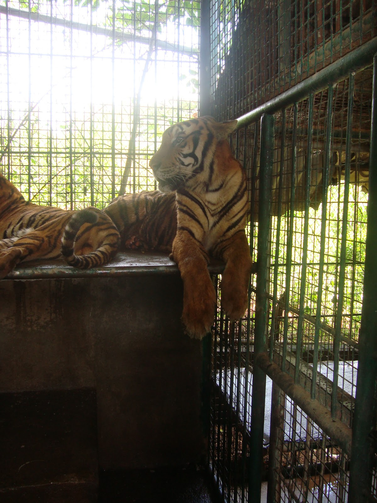 "Zoobic Safari" Subic Zambales Philippines