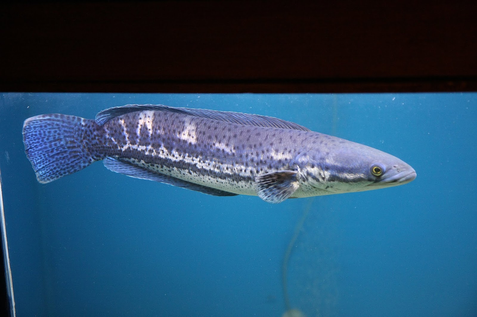 Channa Diplogramma more pictures and video