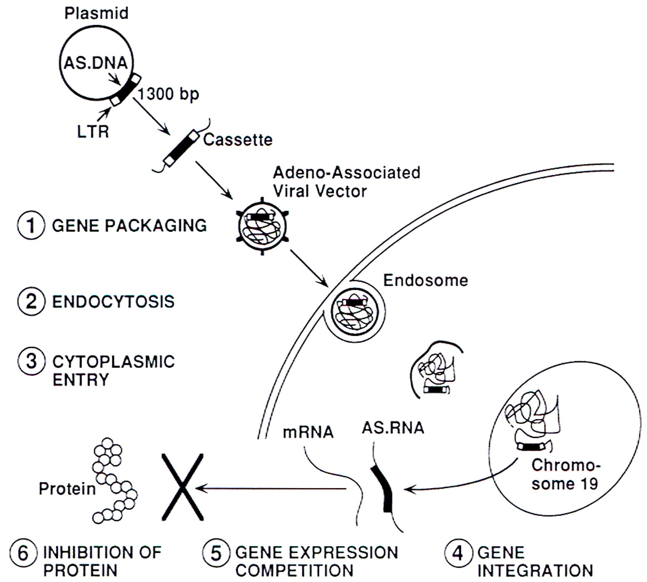 #161 Gene therapy | Biology Notes for A level
