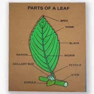 ZCHHS English Elem: SCIENCE AND HEALTH 3