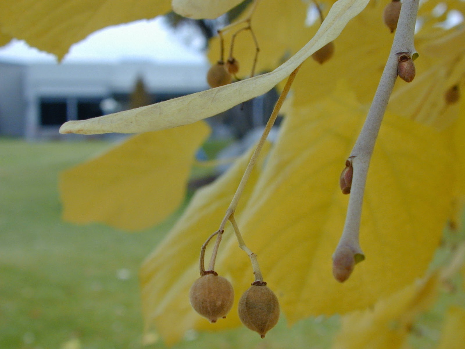 Trees of Santa Cruz County: Tilia tomentosa - Silver Linden