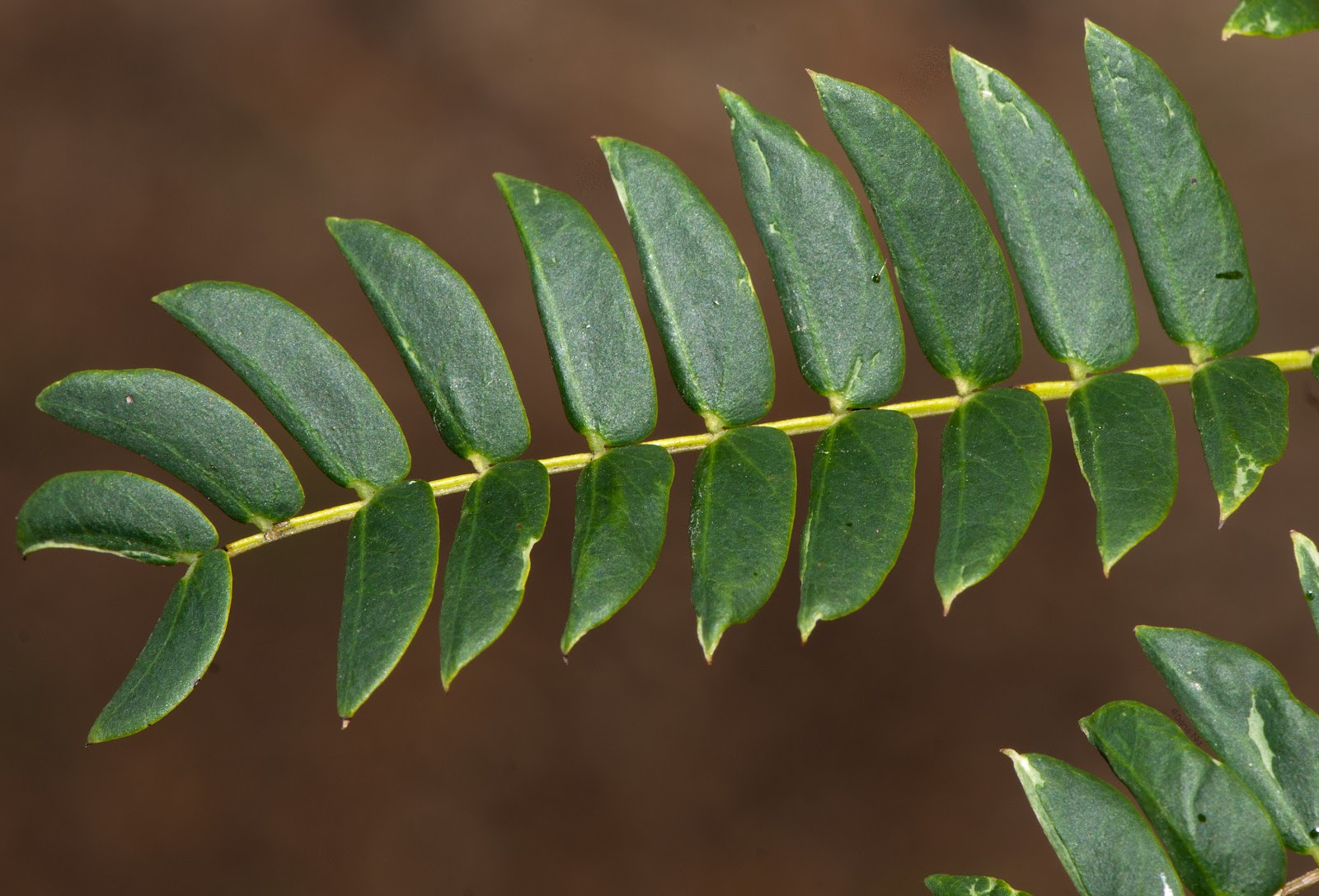 FOTOGRAFIAS DE LA FLORA AUTOCTONA DEL URUGUAY: TIMBÓ