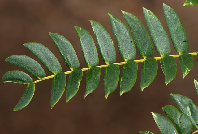 FOTOGRAFIAS DE LA FLORA AUTOCTONA DEL URUGUAY: TIMBÓ