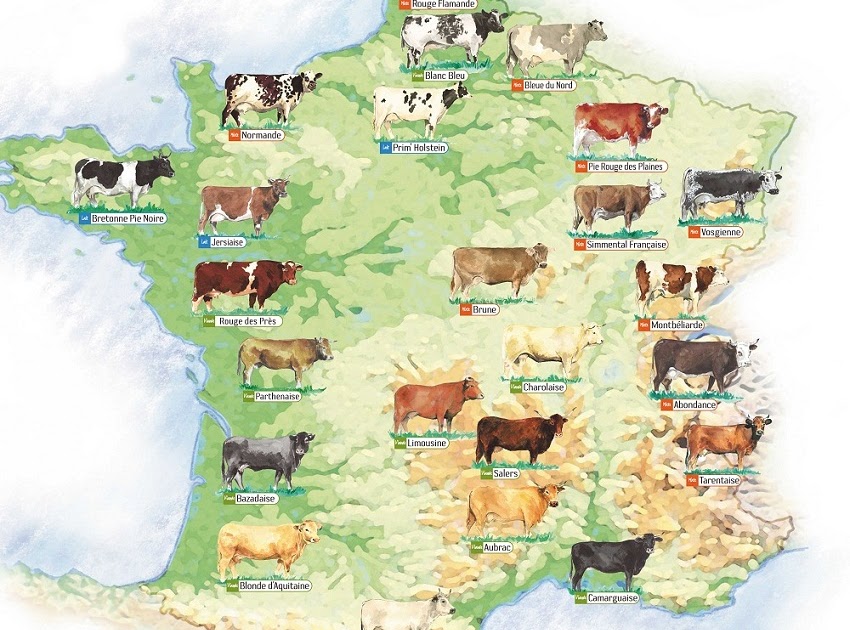 Vachement belles: Carte des races bovines françaises