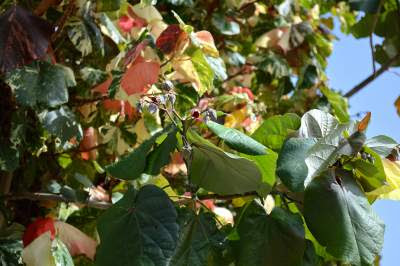 Helen A. Lockey: Florida Edible Mahoe Tree