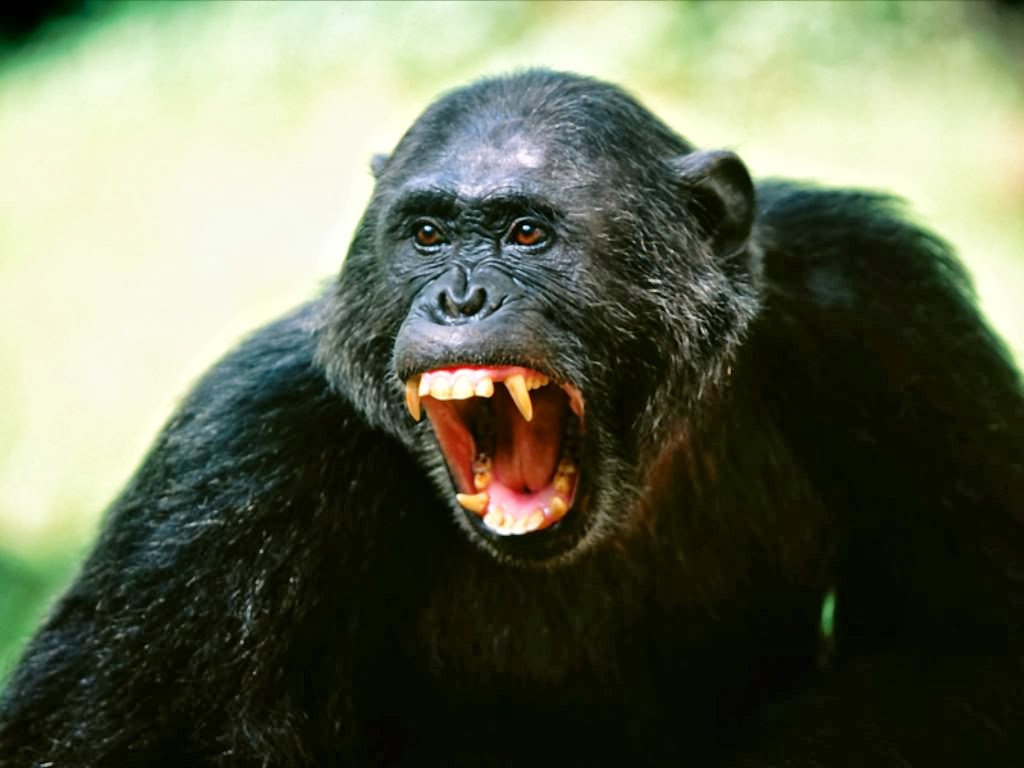 Maymun Fotoğrafları - Hayvan Fotoğrafları