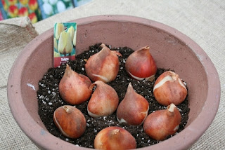 The Flower Bin: How to force bulbs to bloom indoors