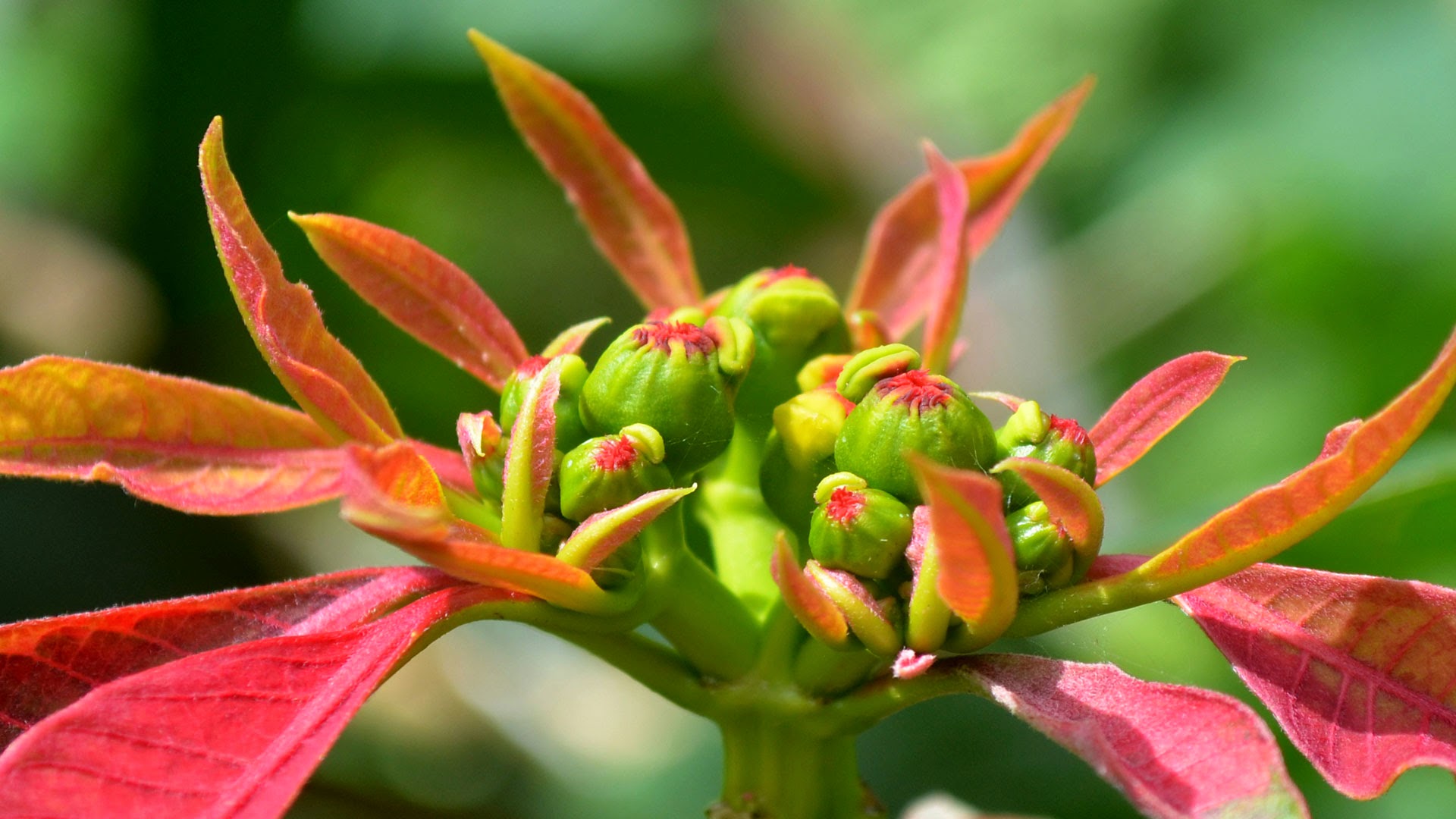 Lalupate | Nepali Walls