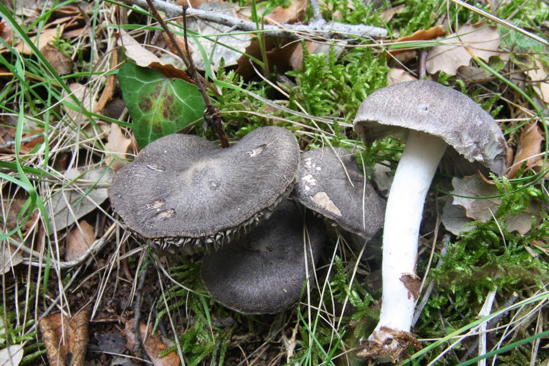 Guía de Setas y Hongos de Navarra.: Tricholoma terreum (Schaeff.) P. Kumm