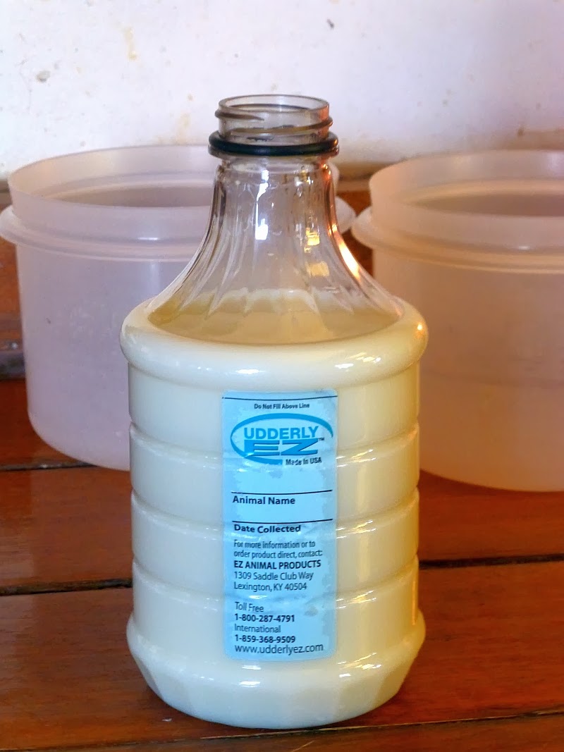 Rural Revolution: Product review: the EZ Milker