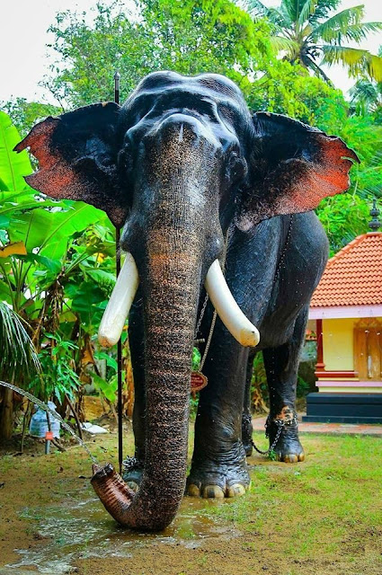 Kerala Elephants Images | Kerala elephants wallpapers HD | Kerala ...