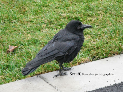 stormidae: urban birds