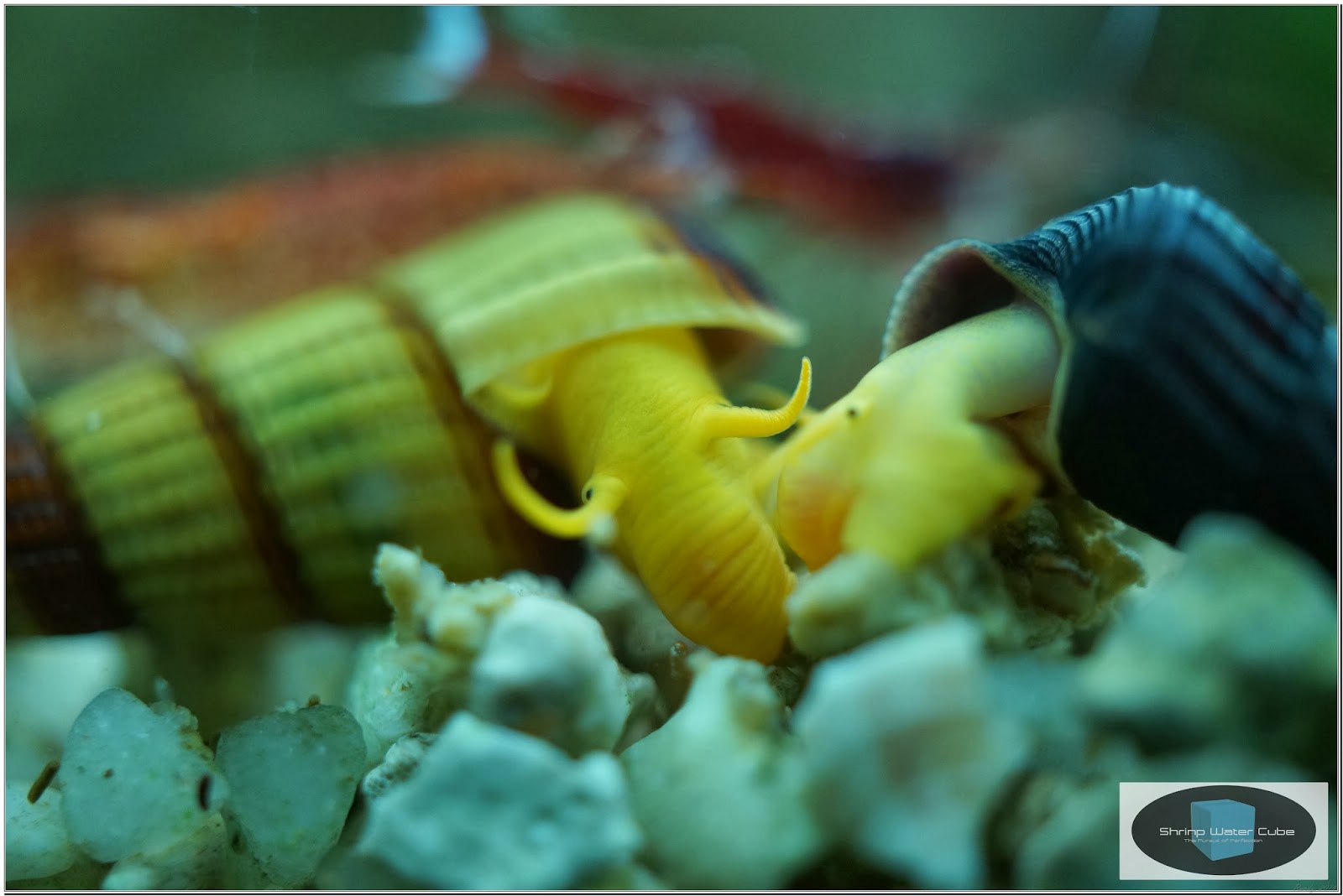 EbiLei's Shrimping World - Shrimp Water Cube: Golden Rabbit Snail ...