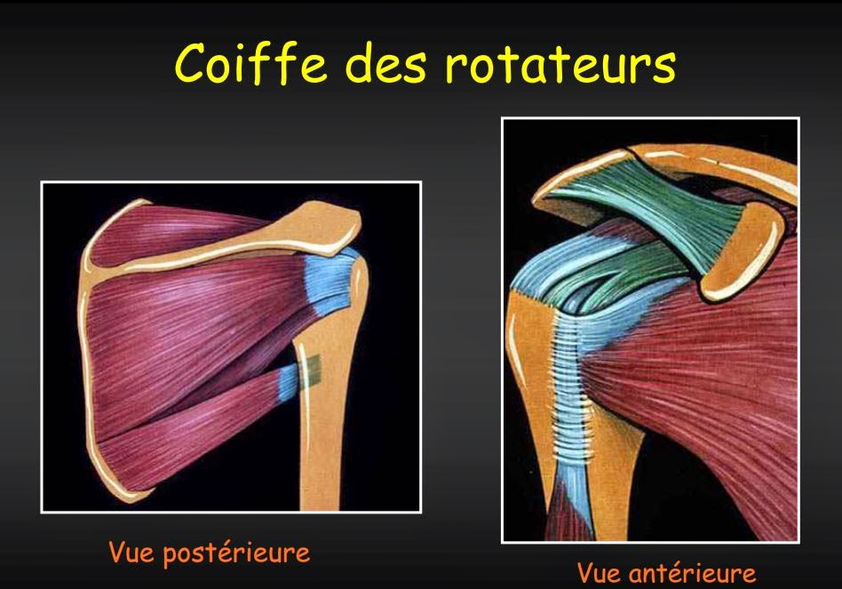 Un médecin du sport vous informe: Anatomie fonctionnelle de l’épaule