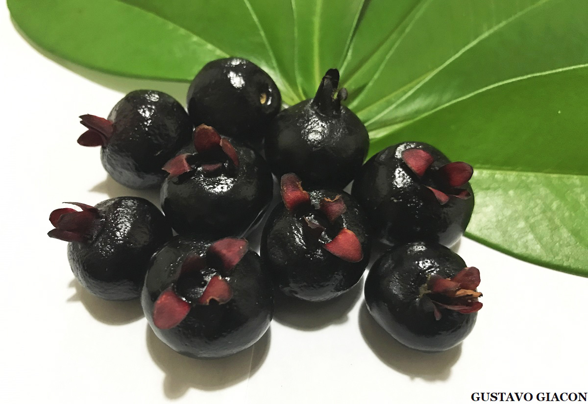 Viveiro Ciprest - Plantas Nativas e Exóticas: Grumichama ou Grumixama ...