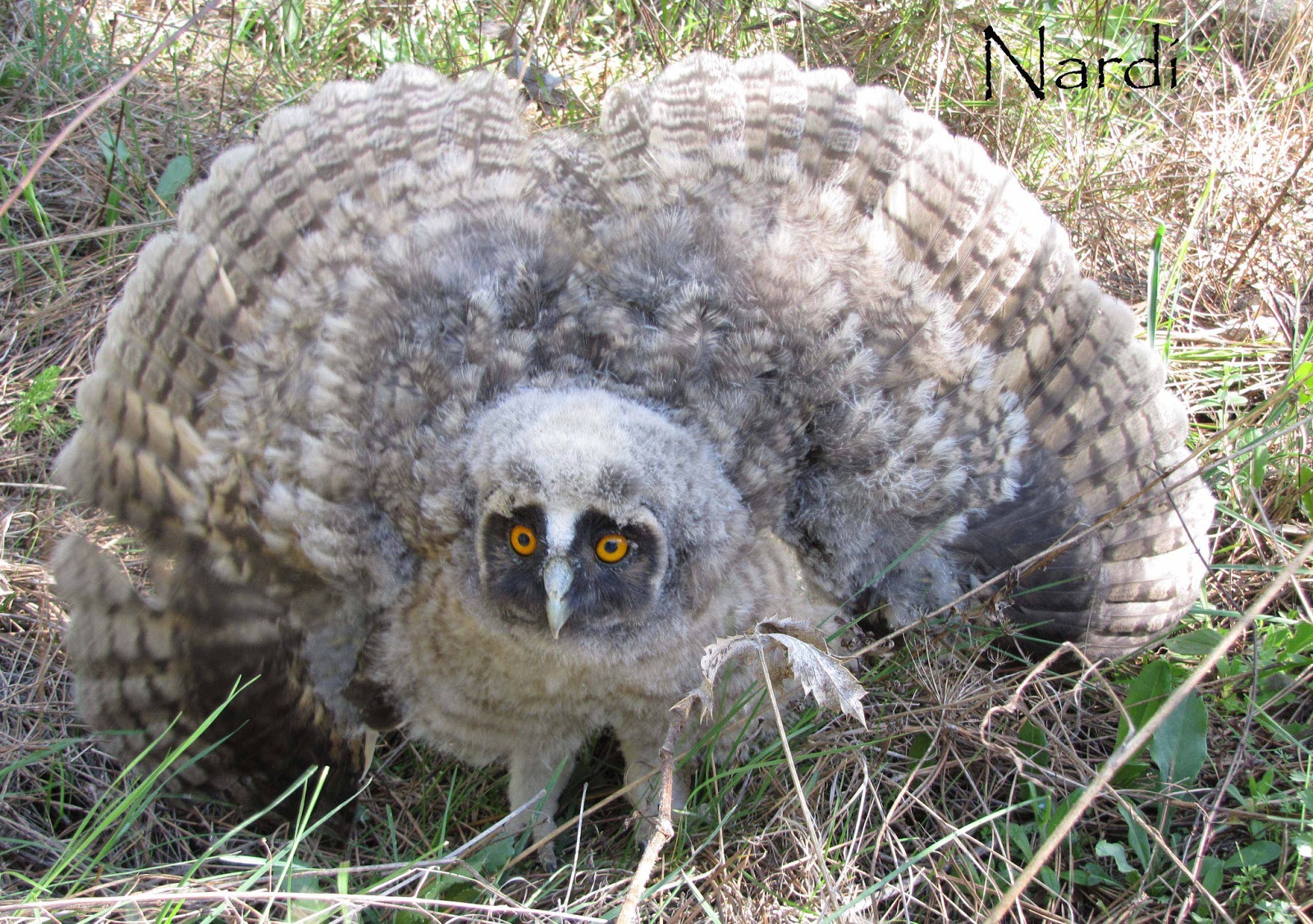 NARDILEON: Buho chico (Asio otus)