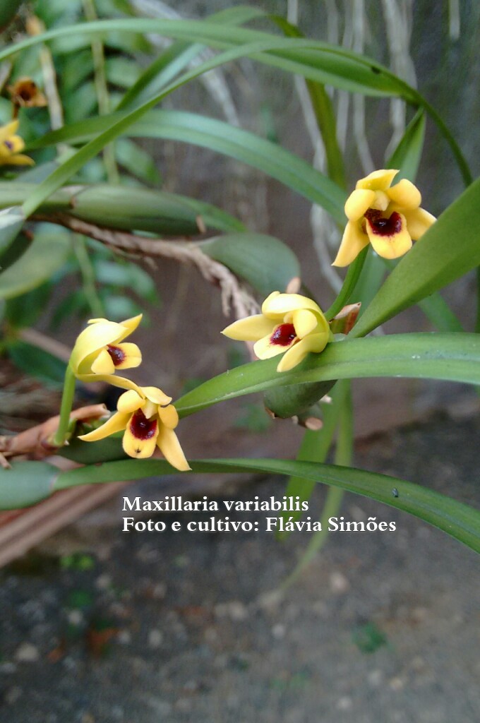 Orquidário da Flávia: Maxillaria variabilis