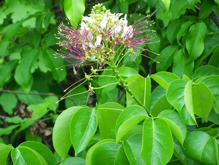 Trapiá - Crateva tapia L.