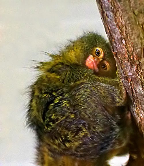 FOTO NATURA HUESCA 2: TITÍ PIGMEO Cebuella pygmaea Johann Baptist Spix ...