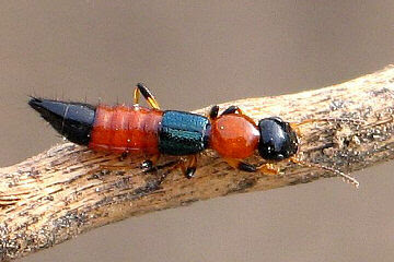 Cara Mengobati Gigitan Tomcat - Resep Sinta