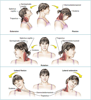 Neck Muscle Movements