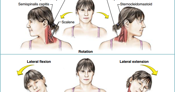 Neck Muscle Movements