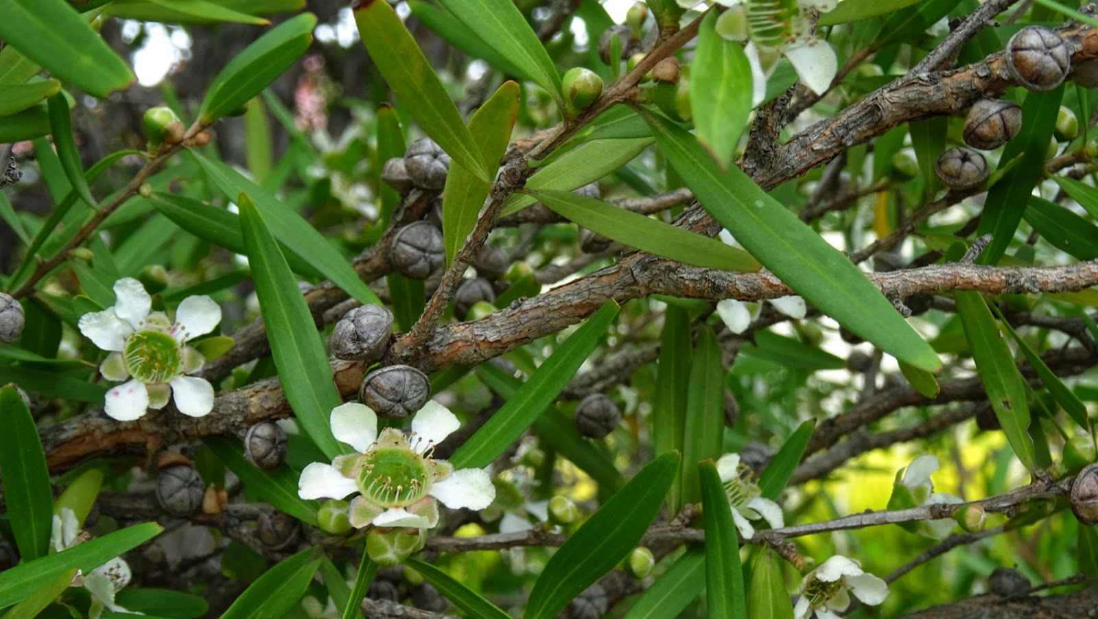 NixPixMix: LEMON-SCENTED TEA TREE