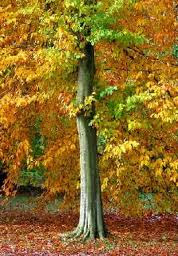 Rocío... y Algo Más: La miel de maple (jarabe de arce) a la conquista ...