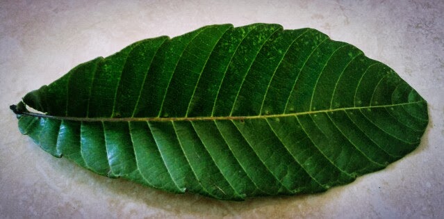 Belajar Tentang Alam tumbuhan: 10 macam daun tumbuhan