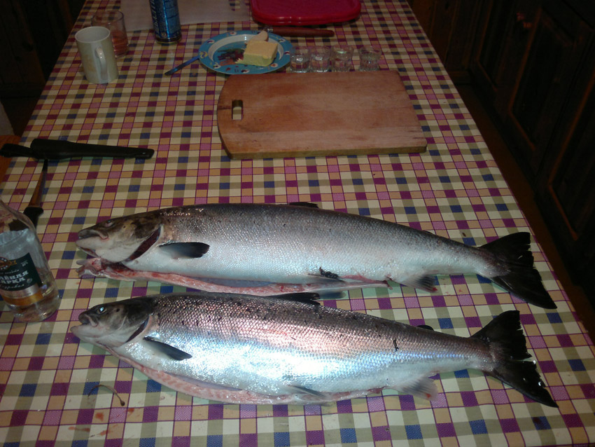 Chavanga Fish Blog: Autumn salmon fishing in Russia. Kola peninsula ...